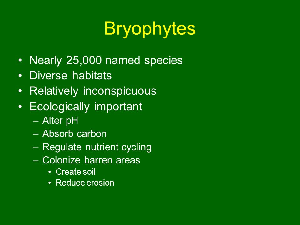 Bryophytes Characteristics Bryophytes Characteristics