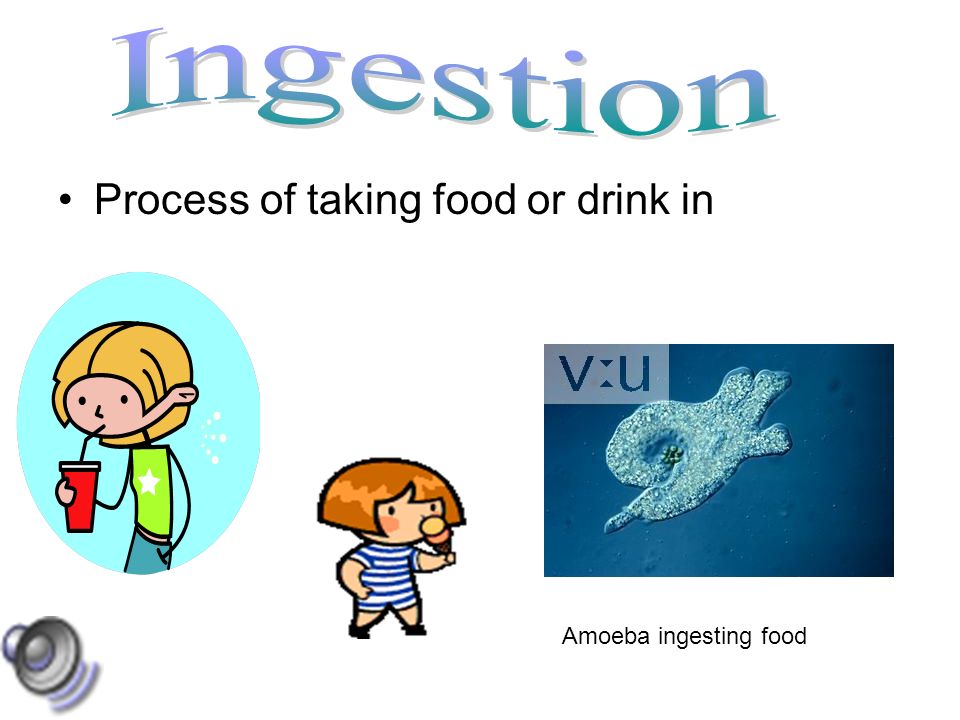 Ingestion Process Life