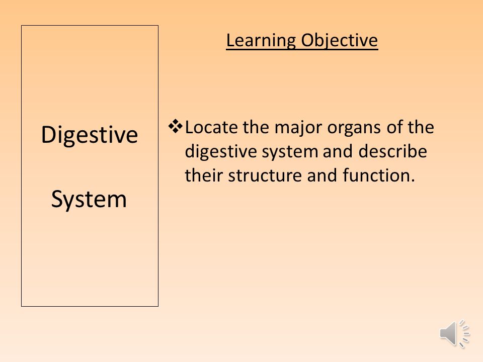 Digestive System Learning Objective Locate The Major Organs Of The