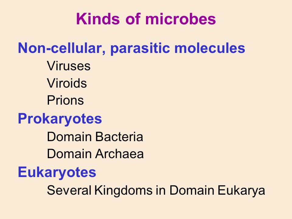 Microbilogy Bacteria Bacteriophage Algae Spirochaetes Protozoaviruses Cyanobacteria Fungi Ppt
