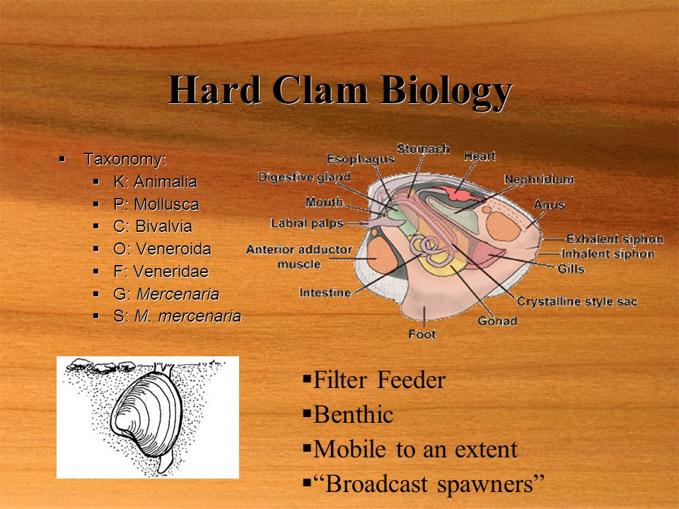 Clam taxonomy store