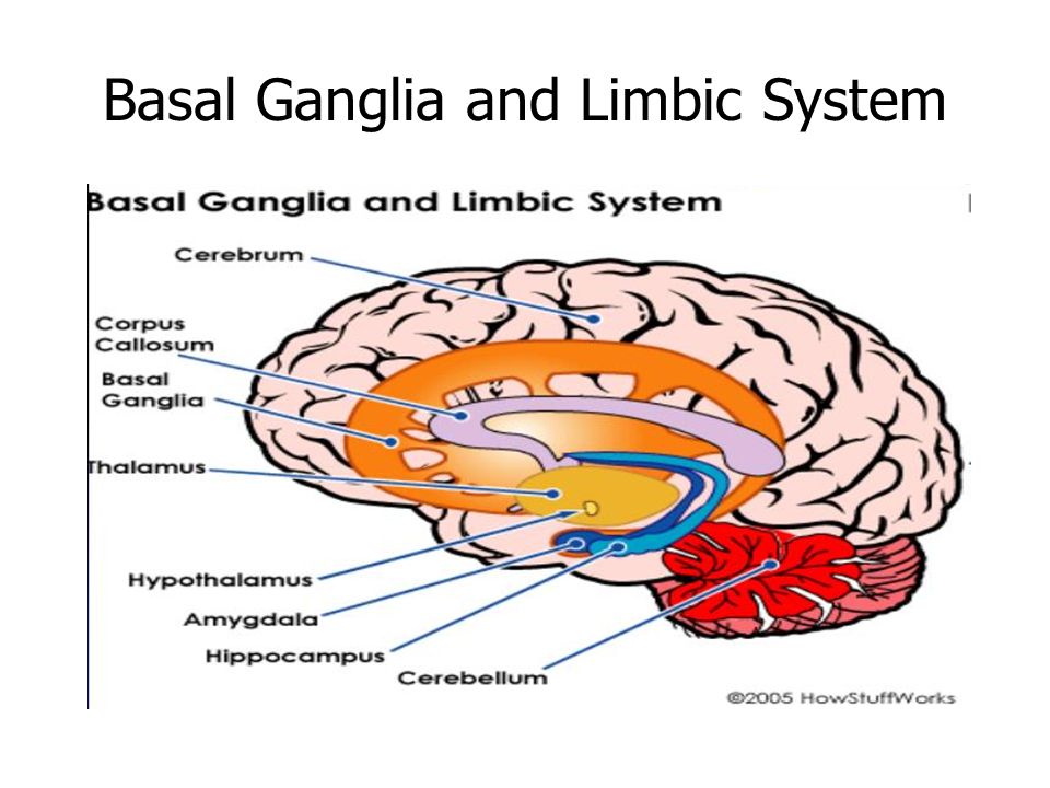 Basal Ganglia Limbic System Basal Ganglia Limbic System