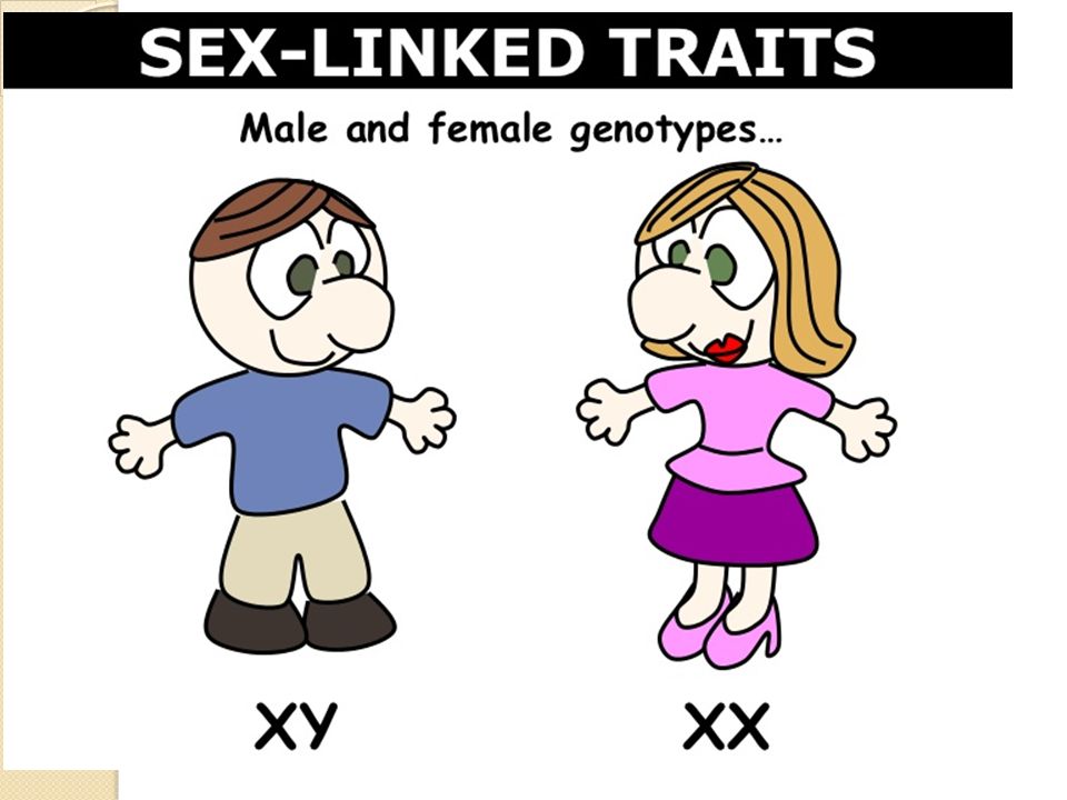 Sexlinked Inheritance Mrs Stewart Honors Biology Central Magnet School Ppt Download