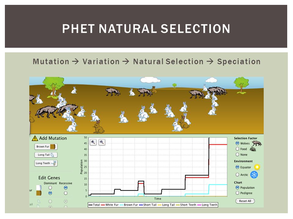 Microevolution Population Genetics Phet Natural Selection Mutation