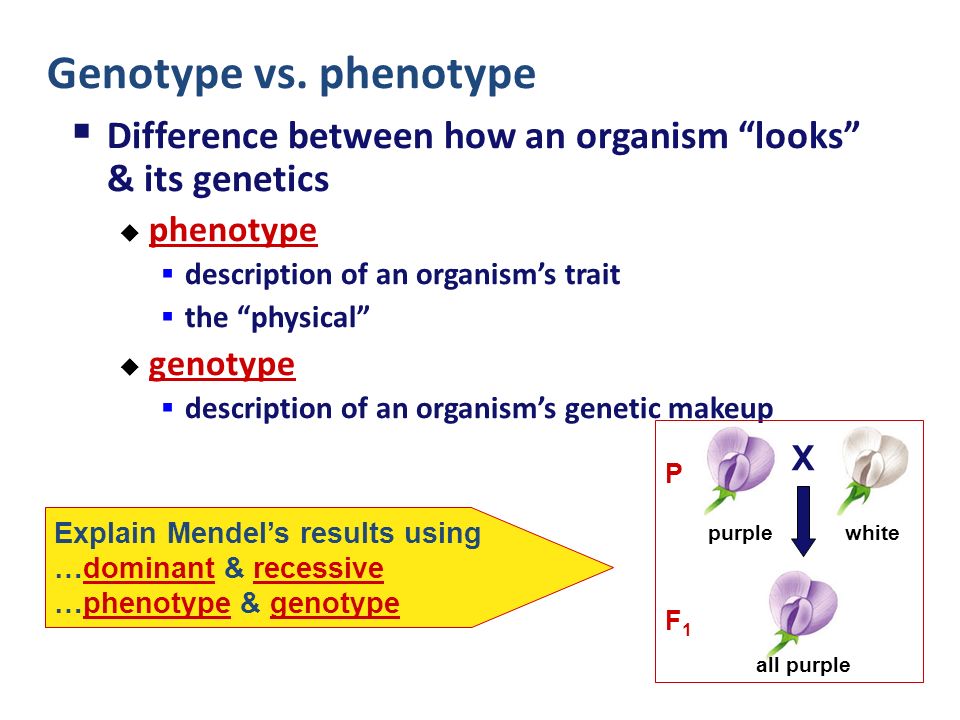 Genotype Vs Phenotype Definitions And Examples, 45% OFF Genotype Vs Phenotype Definitions And Examples, 45% OFF