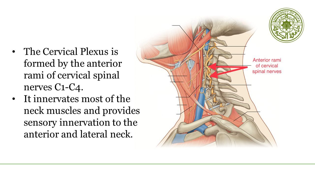 Cervical Nerves Innervation